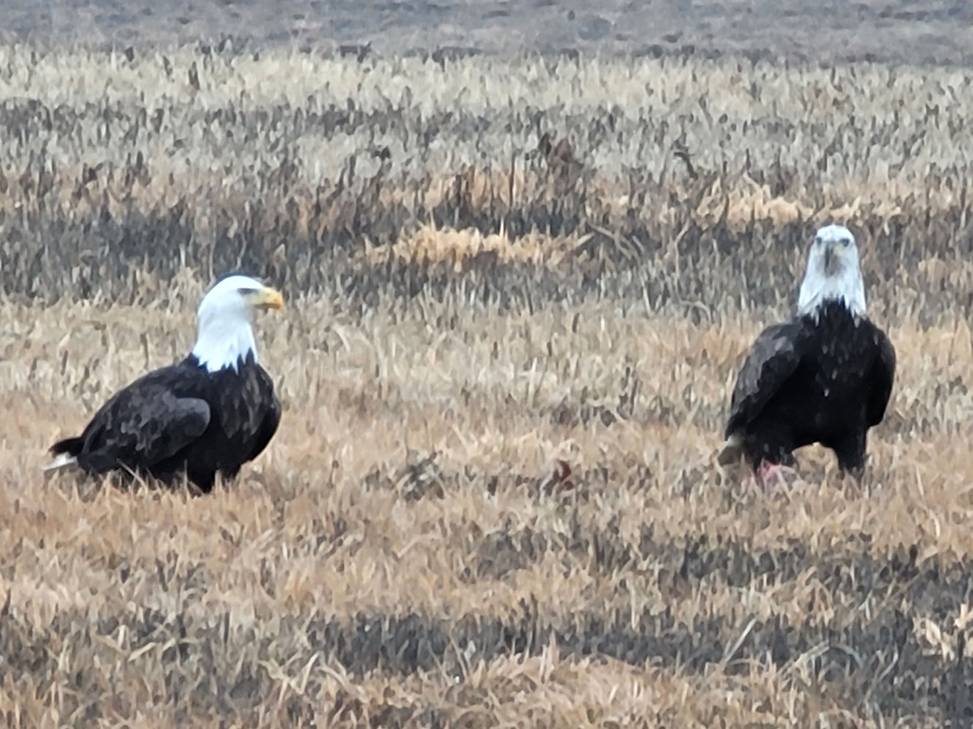 Thaddeus Laugisch for MN House 4B – T4H4B campaign 2024